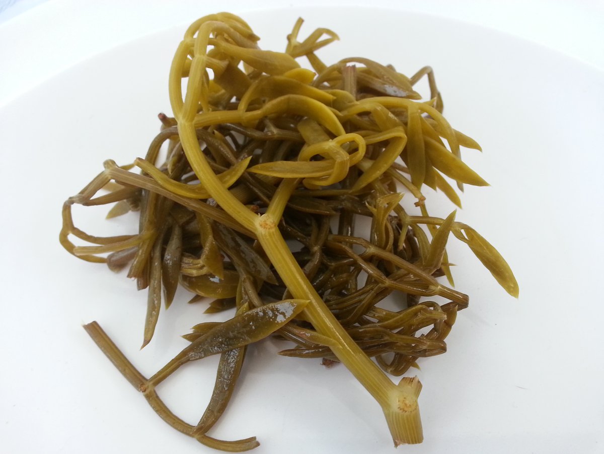 "Fonoll Mari - Strandfenchel"